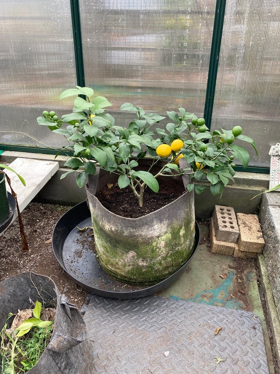 How Do I Design the Perfect Greenhouse by Choosing the Right Color ...