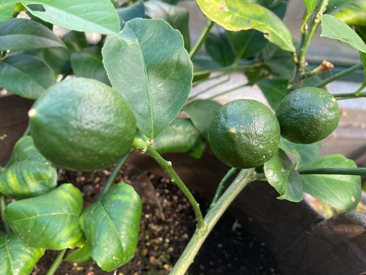 How Do I Design the Perfect Greenhouse by Choosing the Right Color ...