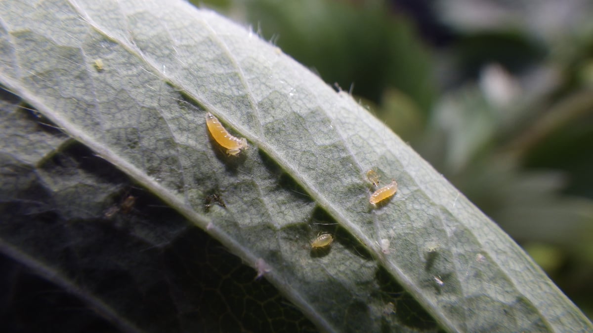 How Can Organic Gardeners Control Bugs in a Greenhouse Without Chemicals?