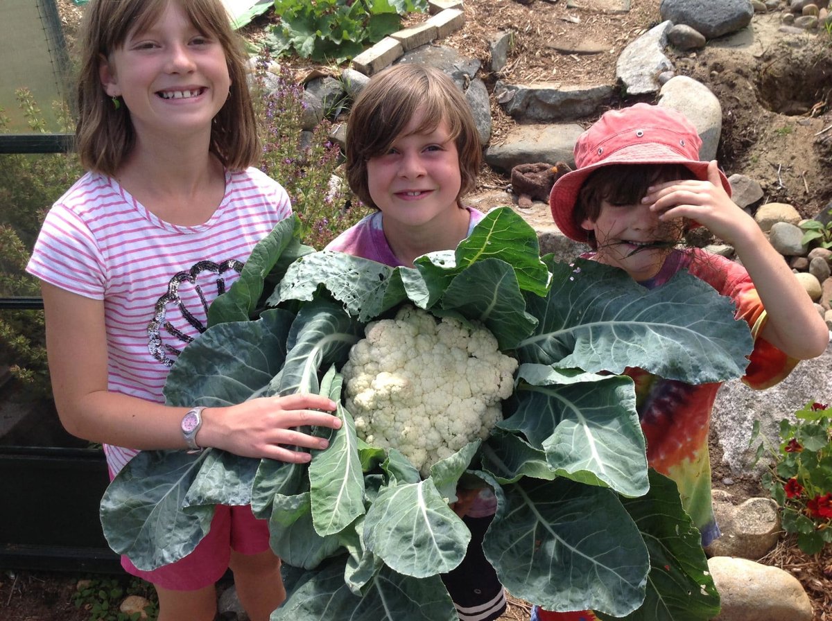 How to Grow Cauliflower in a Greenhouse? Perfect Conditions All Year Round