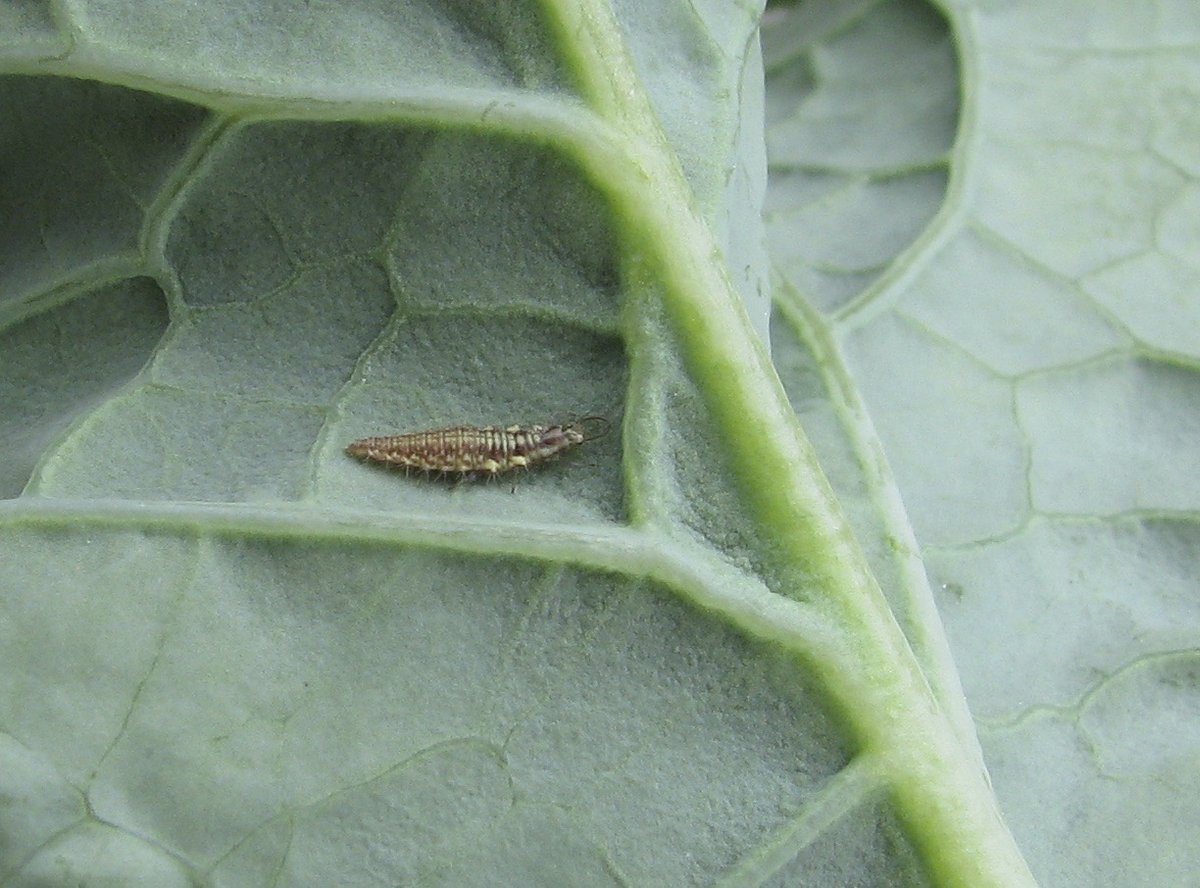 How Can Organic Gardeners Control Bugs in a Greenhouse Without Chemicals?
